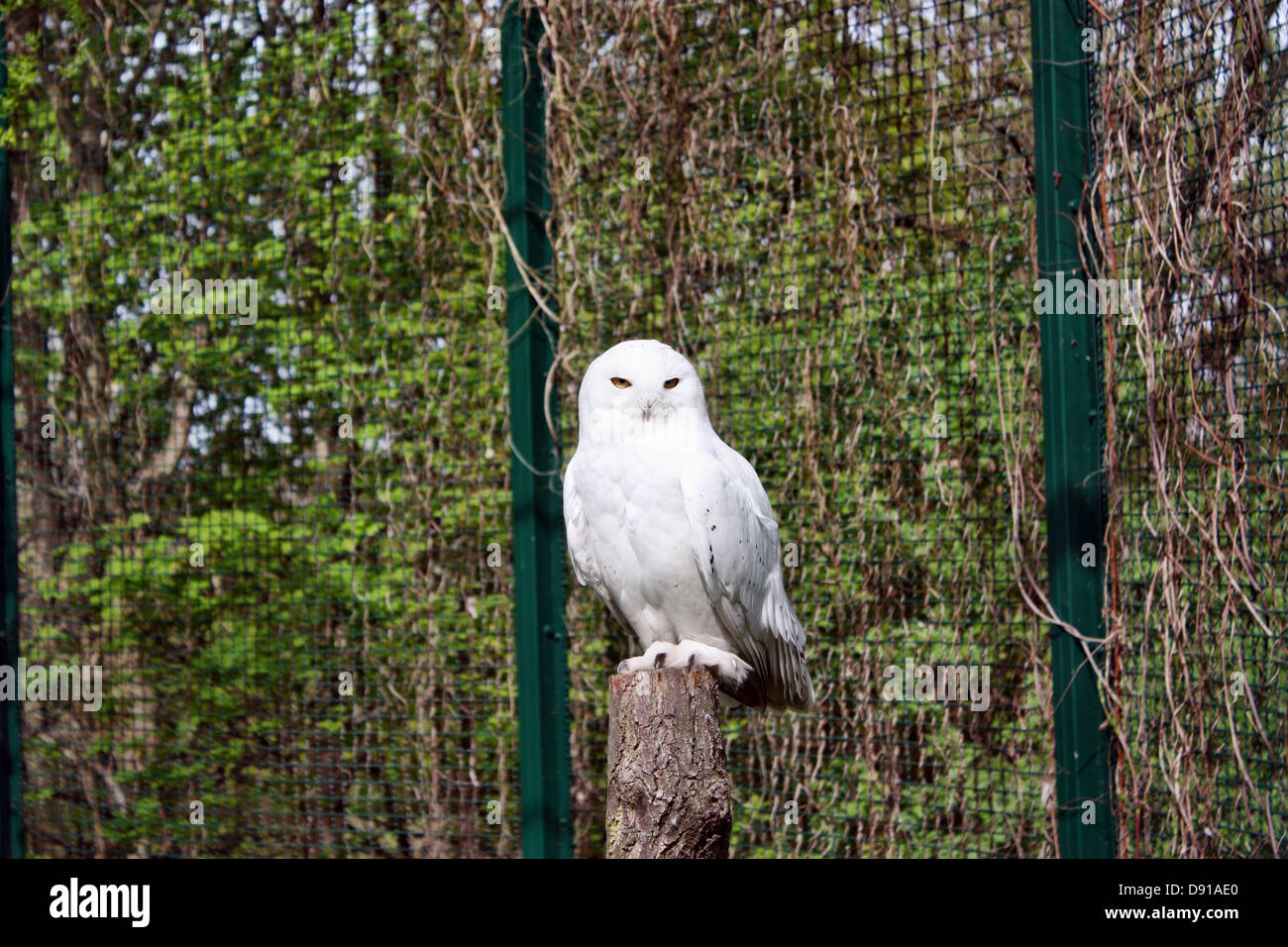 Judge owl hi-res stock photography and images - Alamy