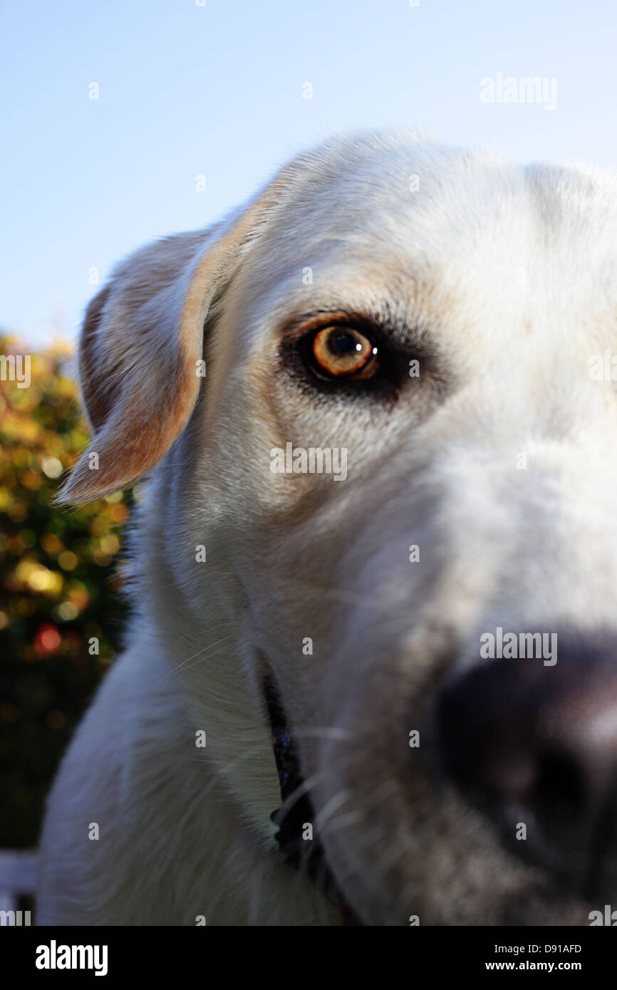 Labrador close up Stock Photo - Alamy