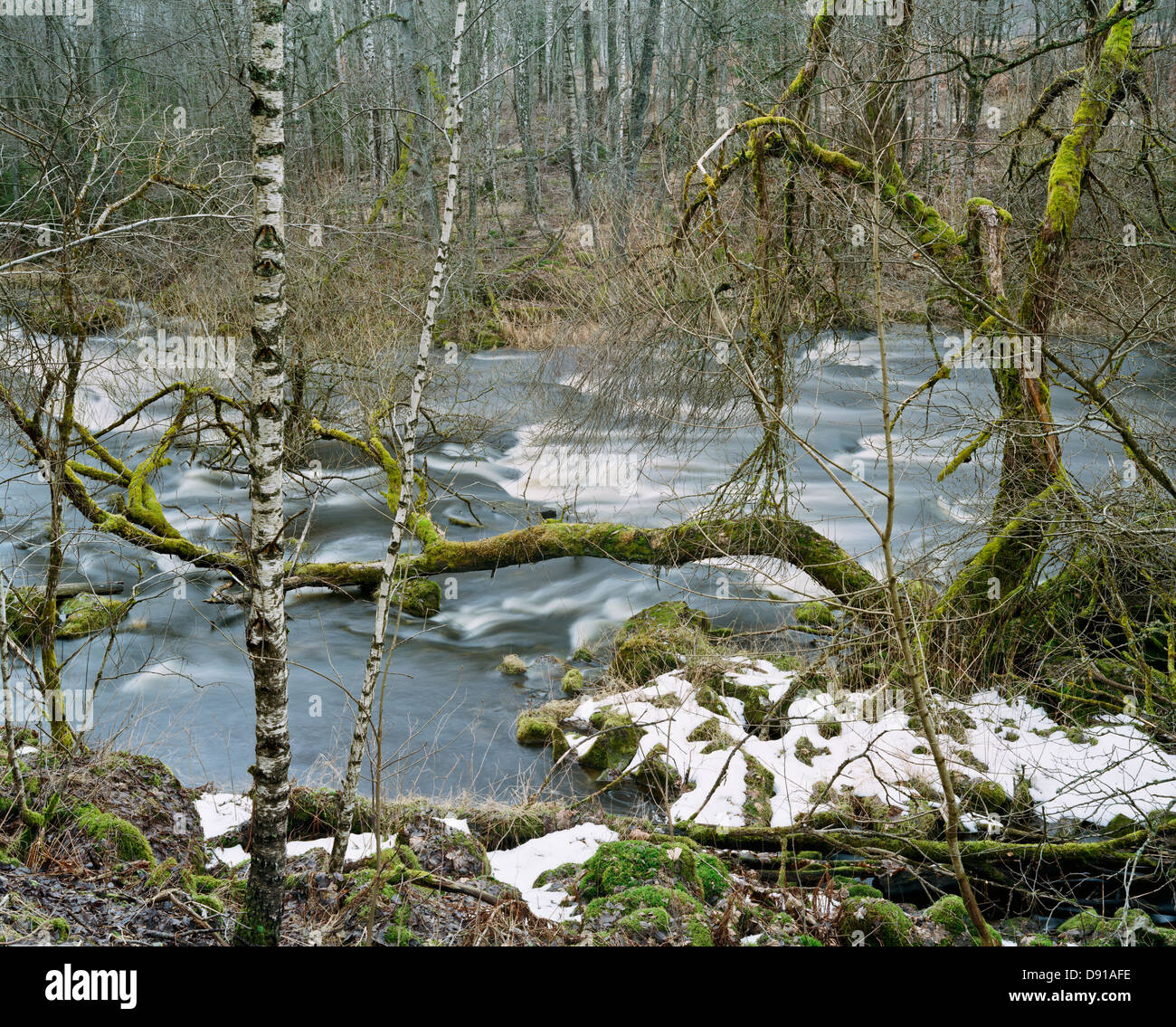 Trees by a small river, Sweden Stock Photo - Alamy