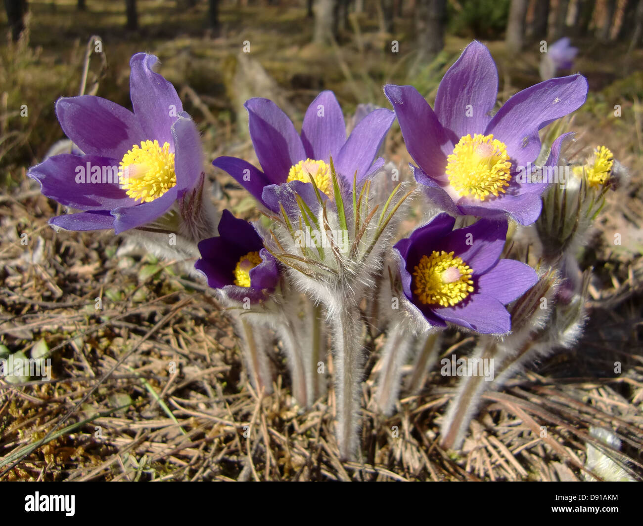 Flowers (Republic of Lithuania Stock Photo - Alamy