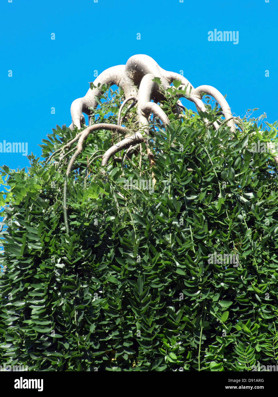 Tree, Weeping Birch Stock Photo - Alamy