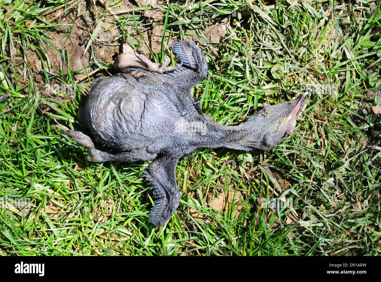 With dead chick hi-res stock photography and images - Alamy