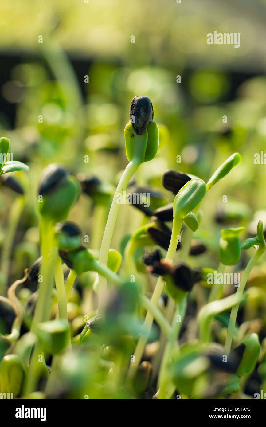 Green sprout sprouts from hi-res stock photography and images - Alamy