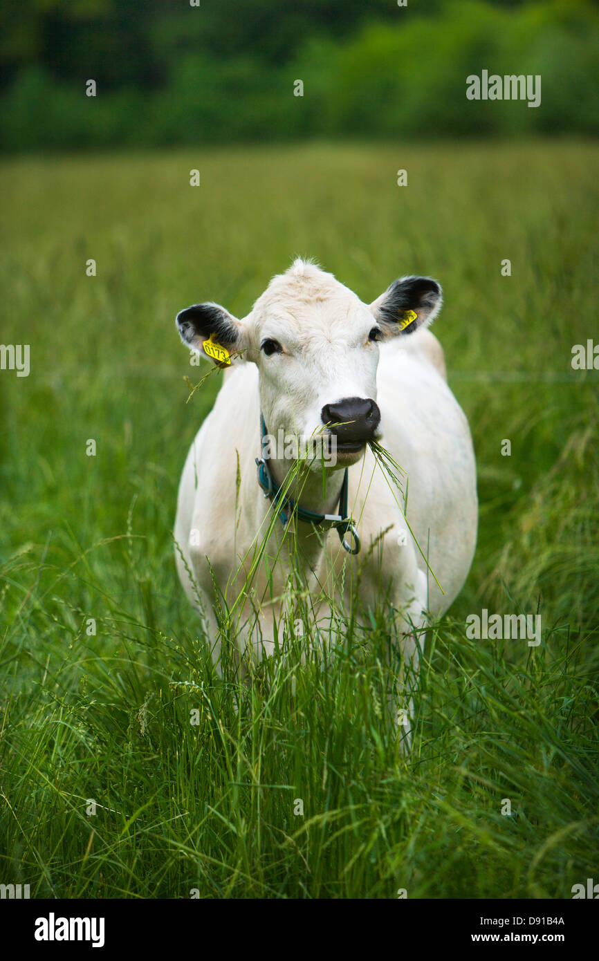 A cow in the grass Stock Photo - Alamy