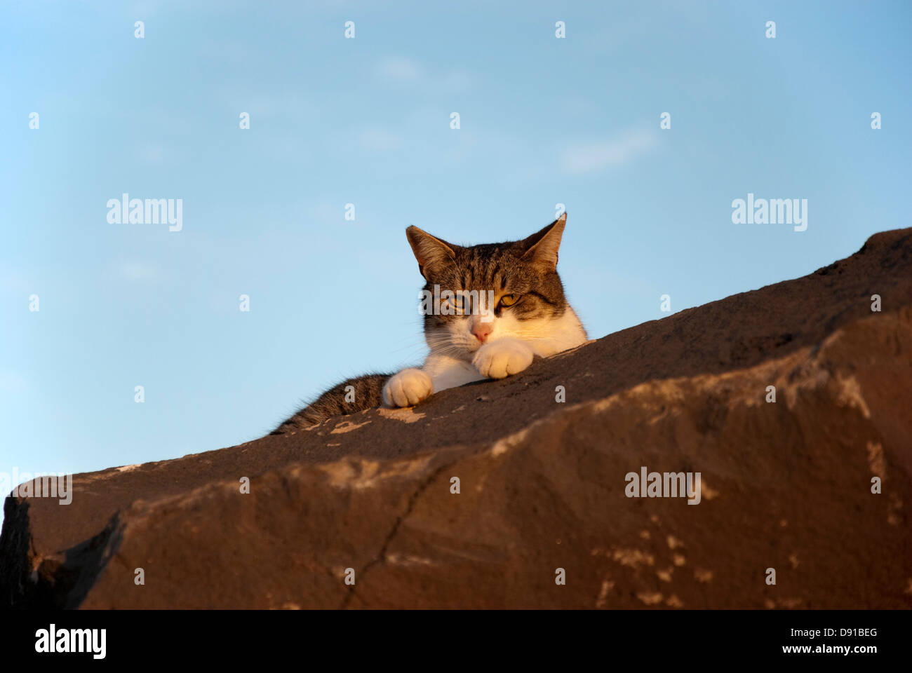 Tabby Cat lying on a Rock in The Sun Stock Photo - Alamy