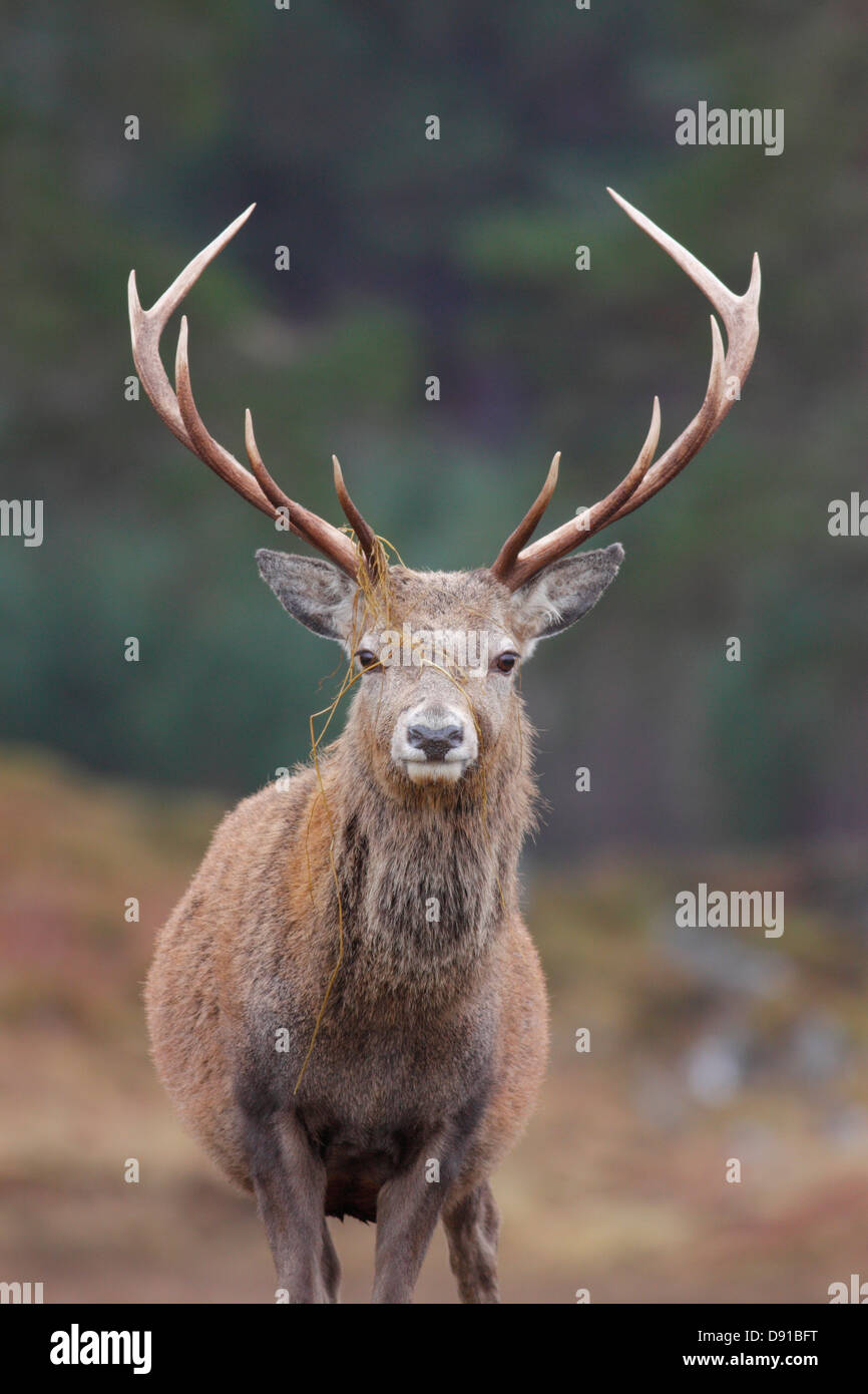 Stag highlands hi-res stock photography and images - Alamy