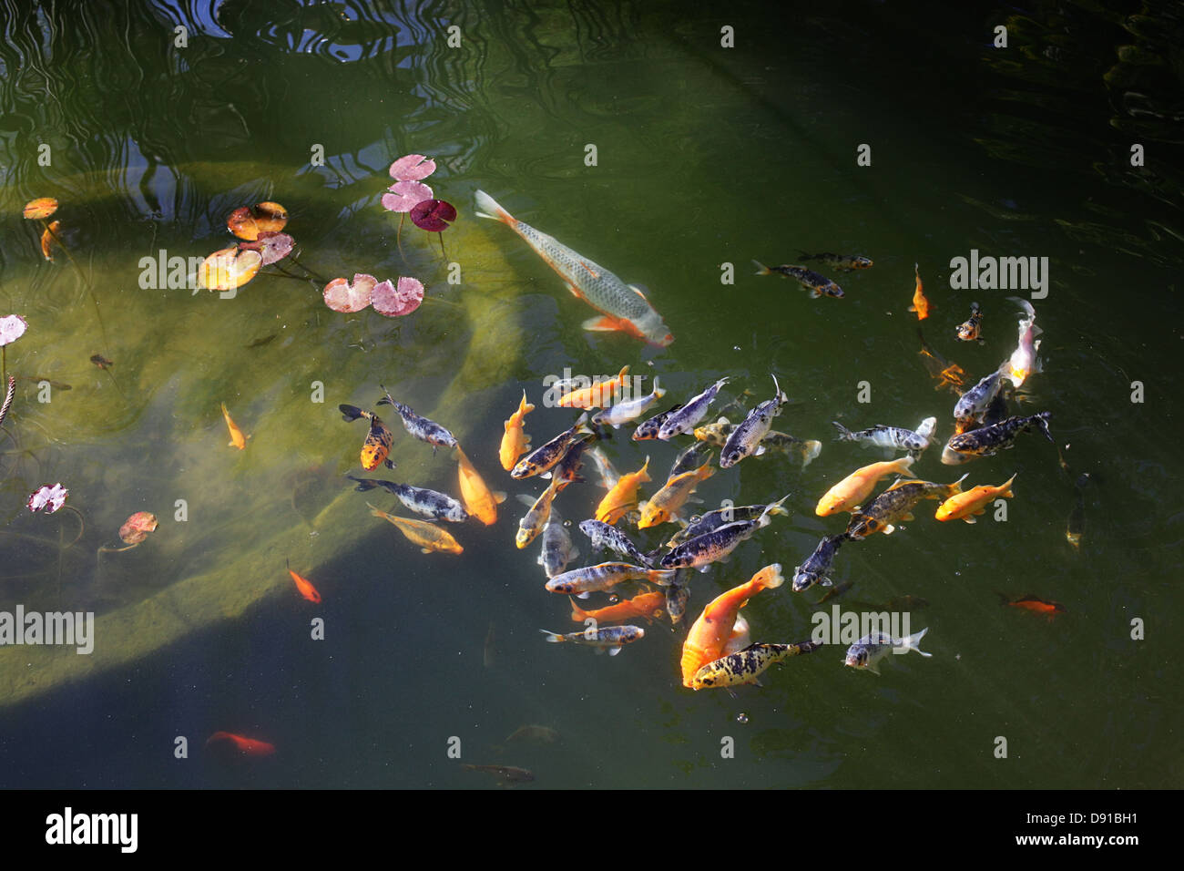 Fish in a pond Stock Photo - Alamy