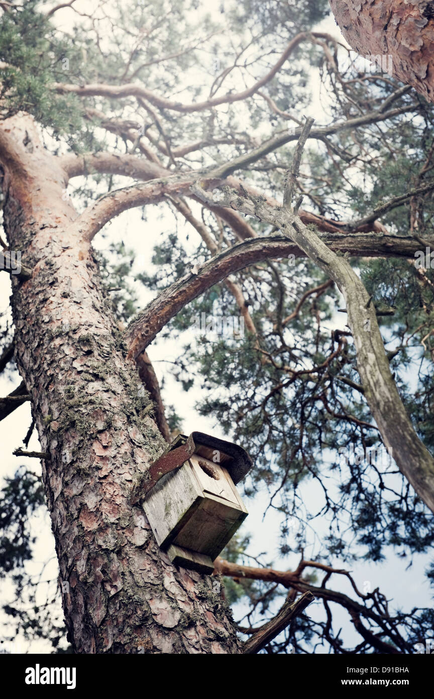 A nesting box in a tree, Sweden Stock Photo - Alamy