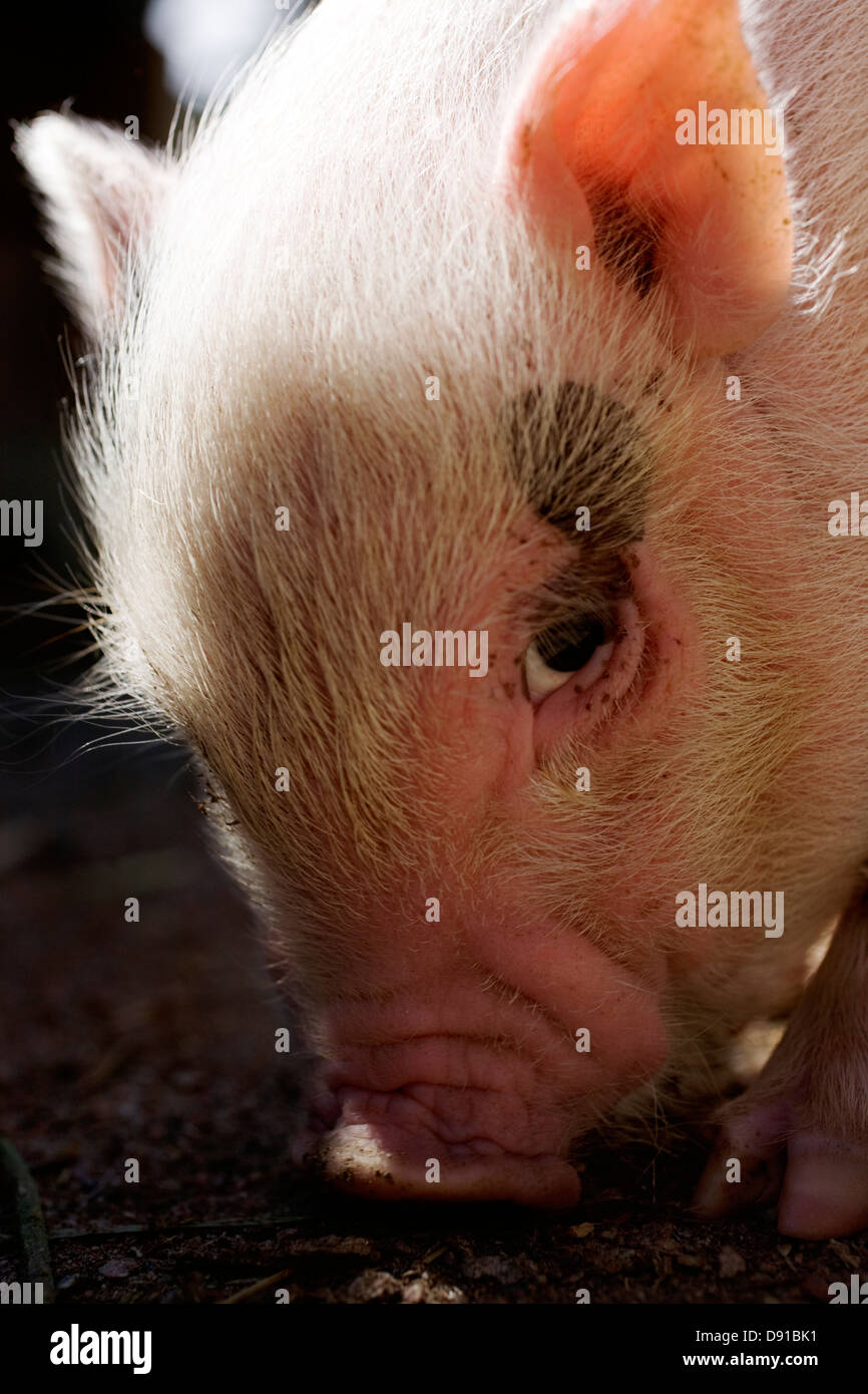 Pig eye hi-res stock photography and images - Alamy