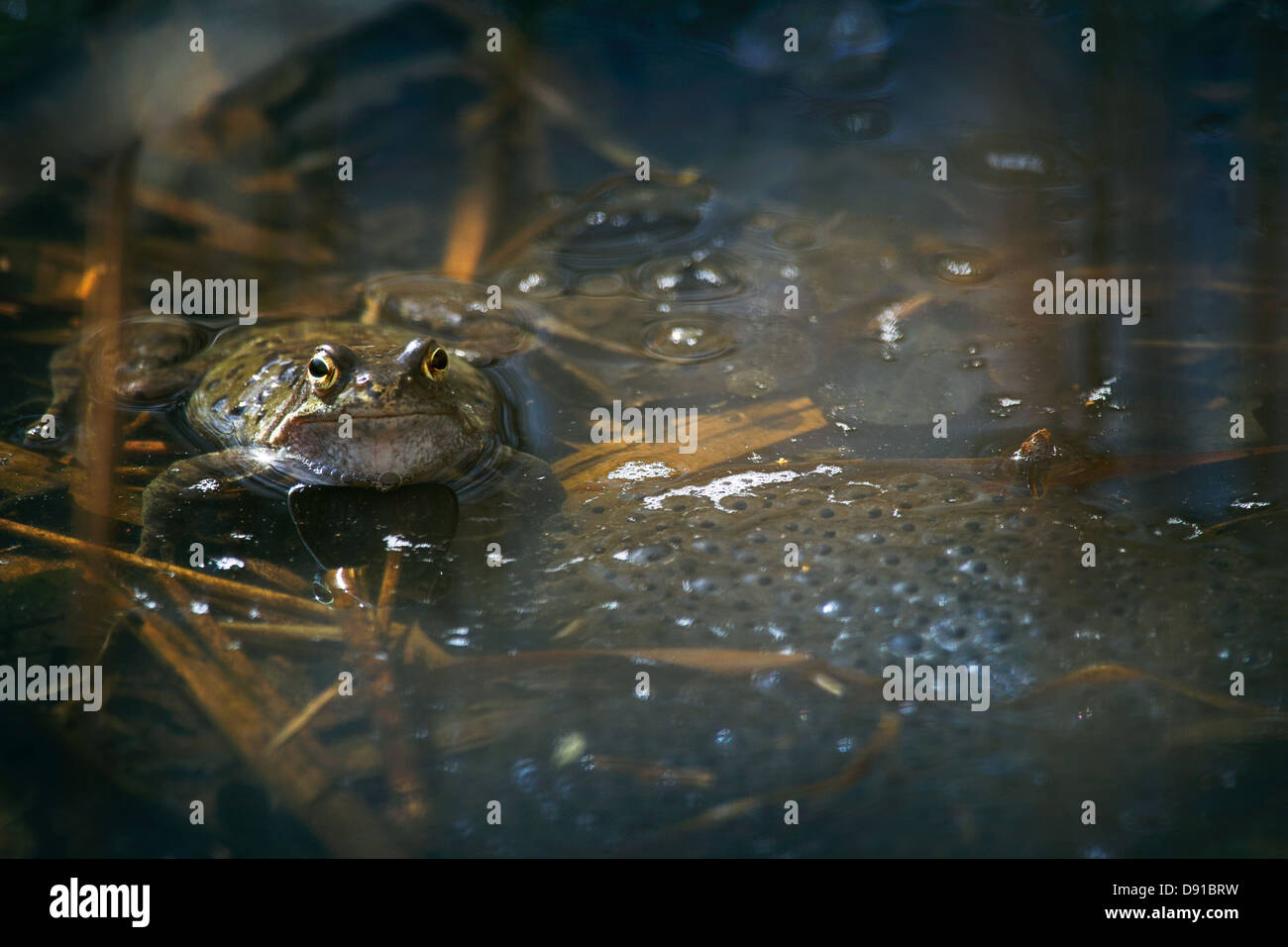 Frog and Spawn Stock Photo - Alamy