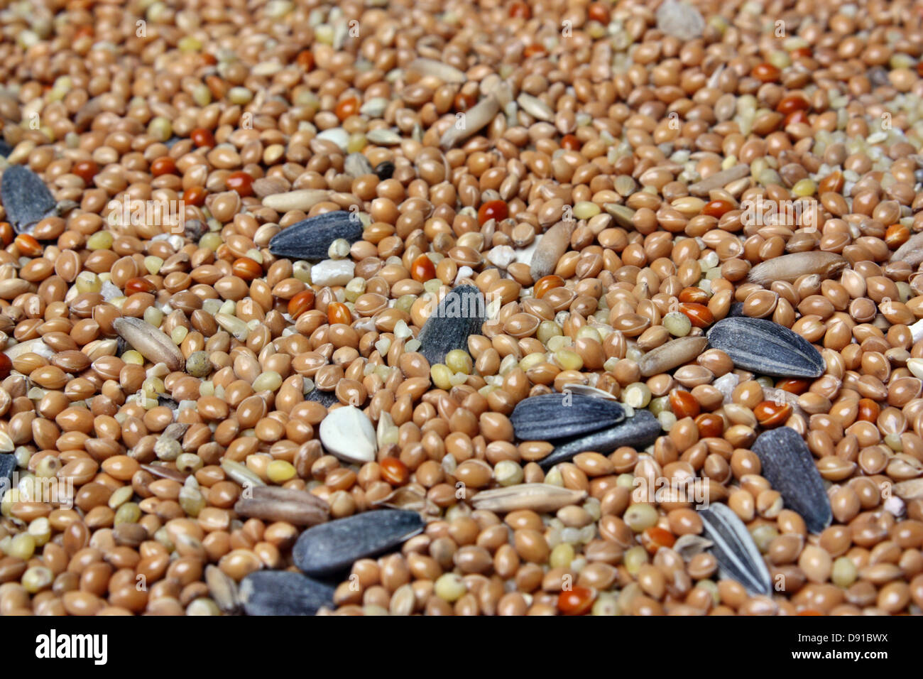 Food for birds Stock Photo - Alamy