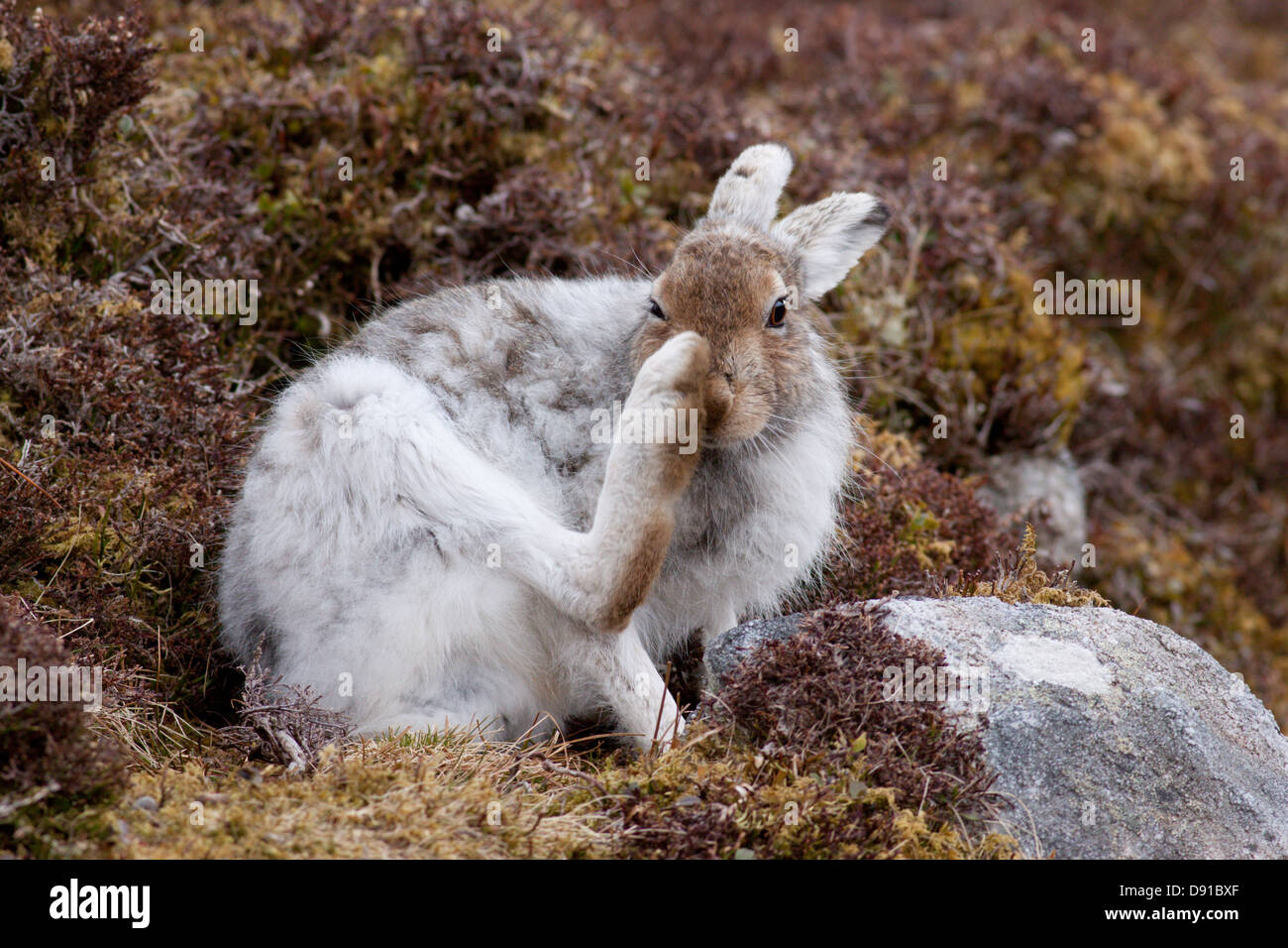 Mountain Hare (Lepus timidus) scratching, Highlands, Scotland, UK Stock ...