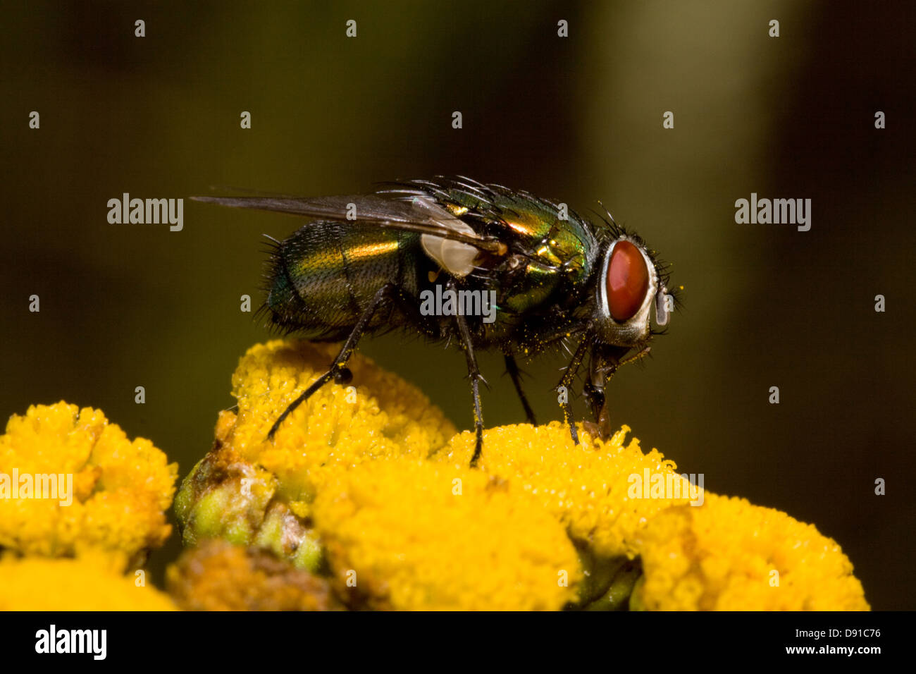 Yellow house compound hi-res stock photography and images - Alamy
