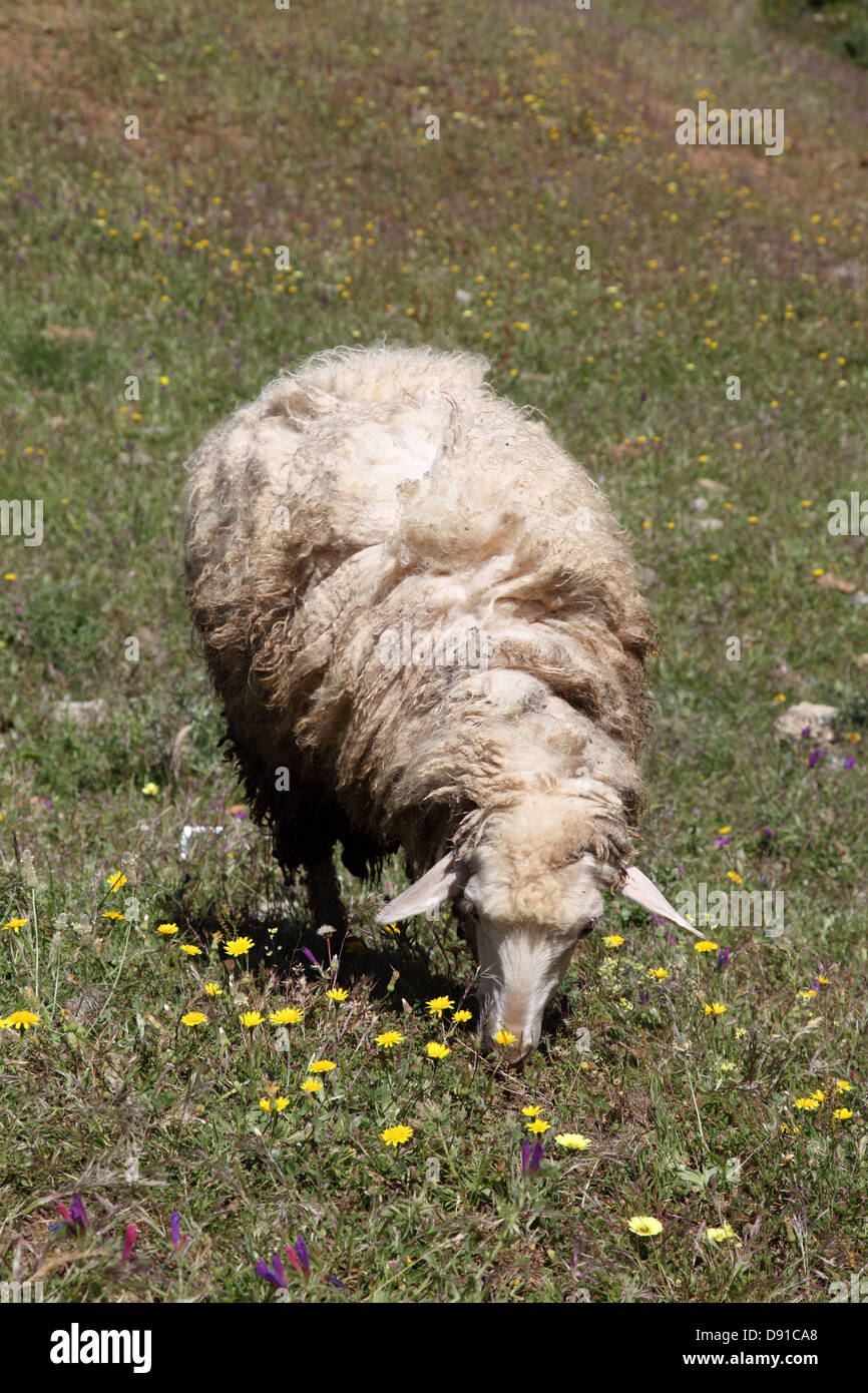Sheep on a meadow in Chefchaouen, Morocco Stock Photo - Alamy