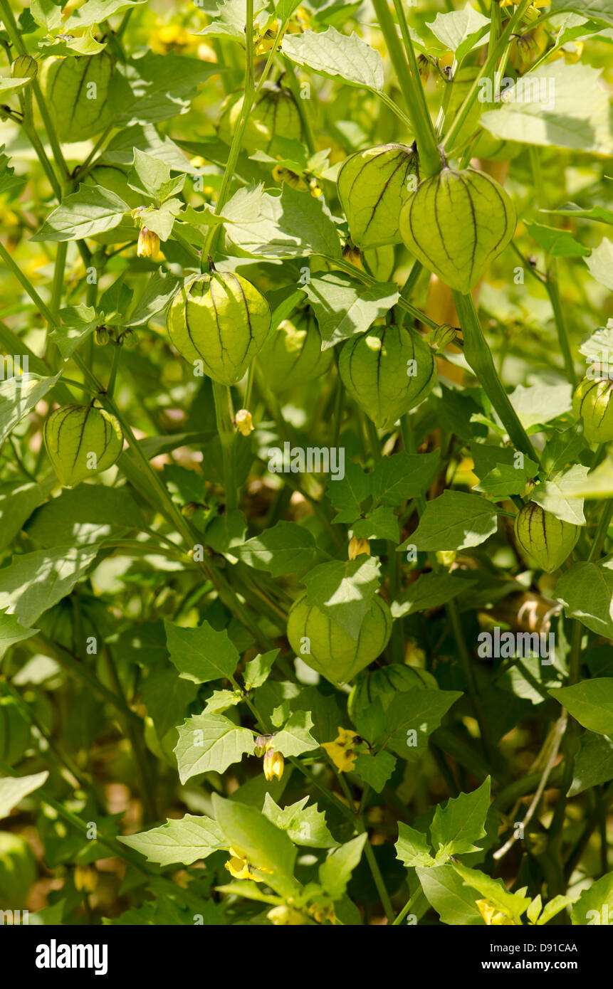 Green tomatillo, Physalis philadelphica, fruit plant blossoming in ...