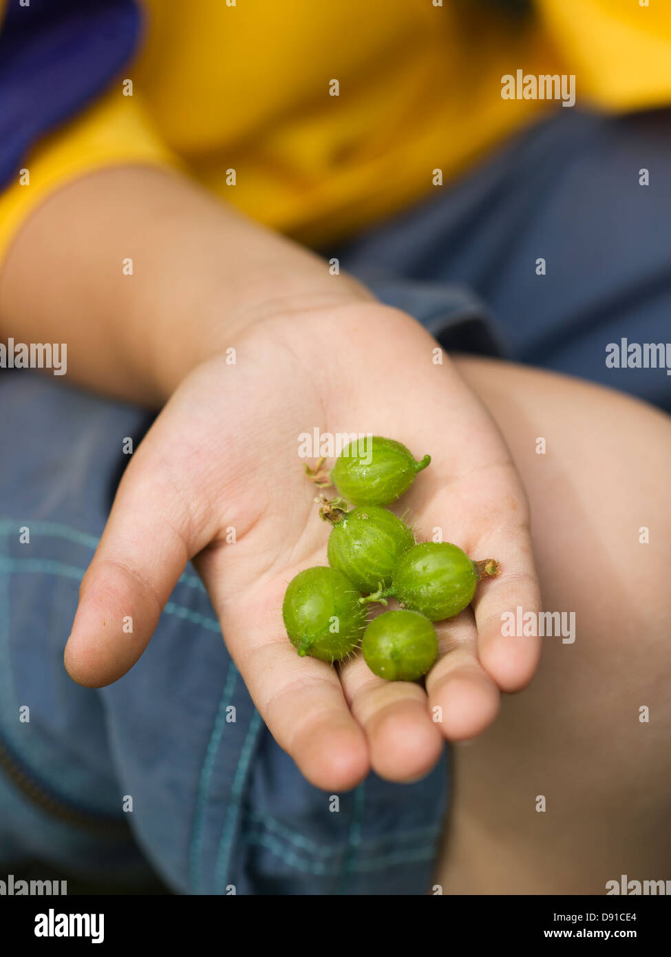 Gooseberries in the hand of child, Sweden Stock Photo - Alamy