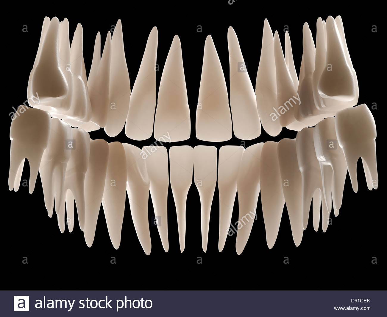 View From Inside Mouth High Resolution Stock Photography and Images - Alamy