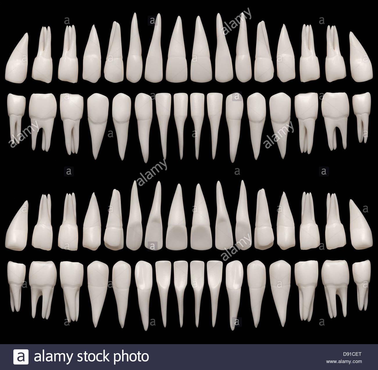 Anatomical Morphology High Resolution Stock Photography and Images - Alamy