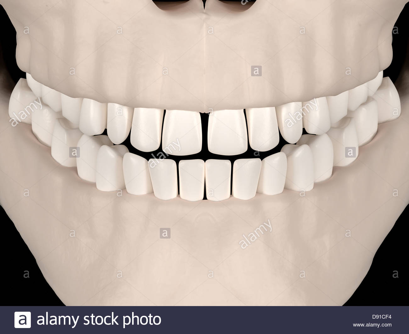 Lower Mandible High Resolution Stock Photography and Images - Alamy