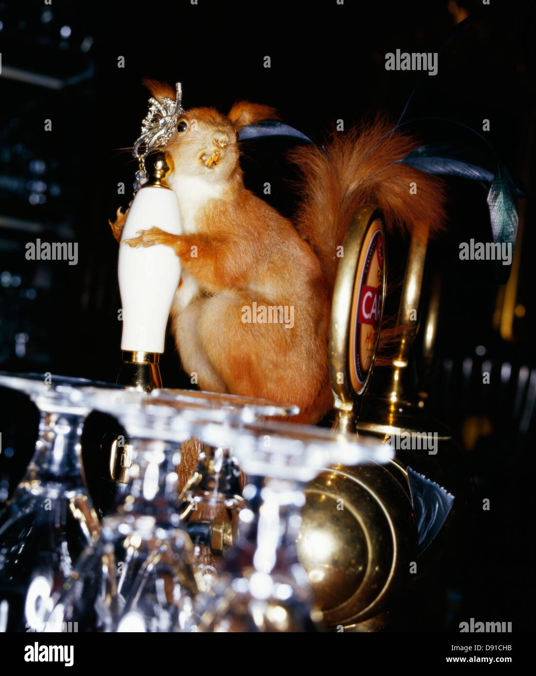 Squirrel in a bar, Denmark Stock Photo - Alamy