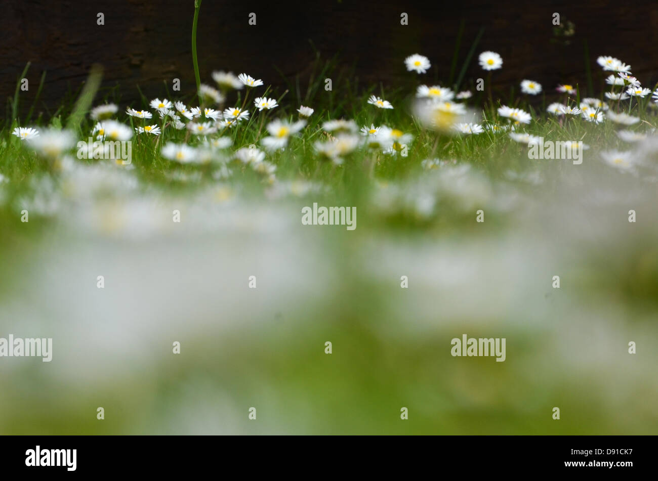 Kent, UK. 8th June 2013. British summer weather and landscapes in Kent ...