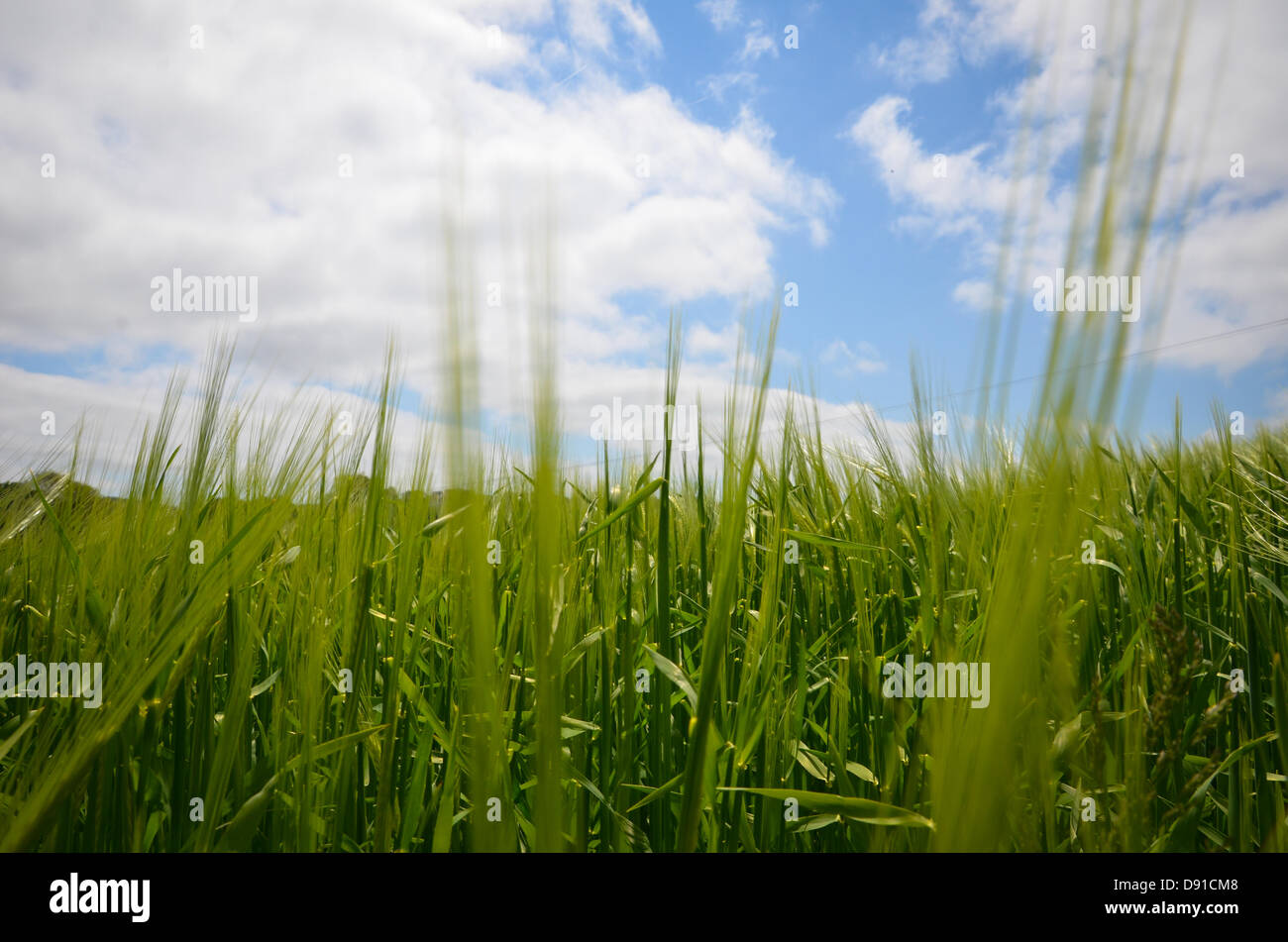 Kent, UK. 8th June 2013. British summer weather and landscapes in Kent ...