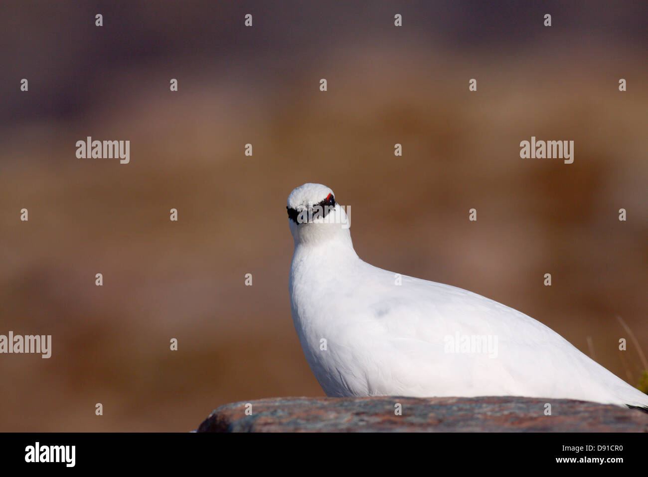 Rock Ptarmigan (Lagopus muta), Scottish West Coast, Highlands, Scotland ...