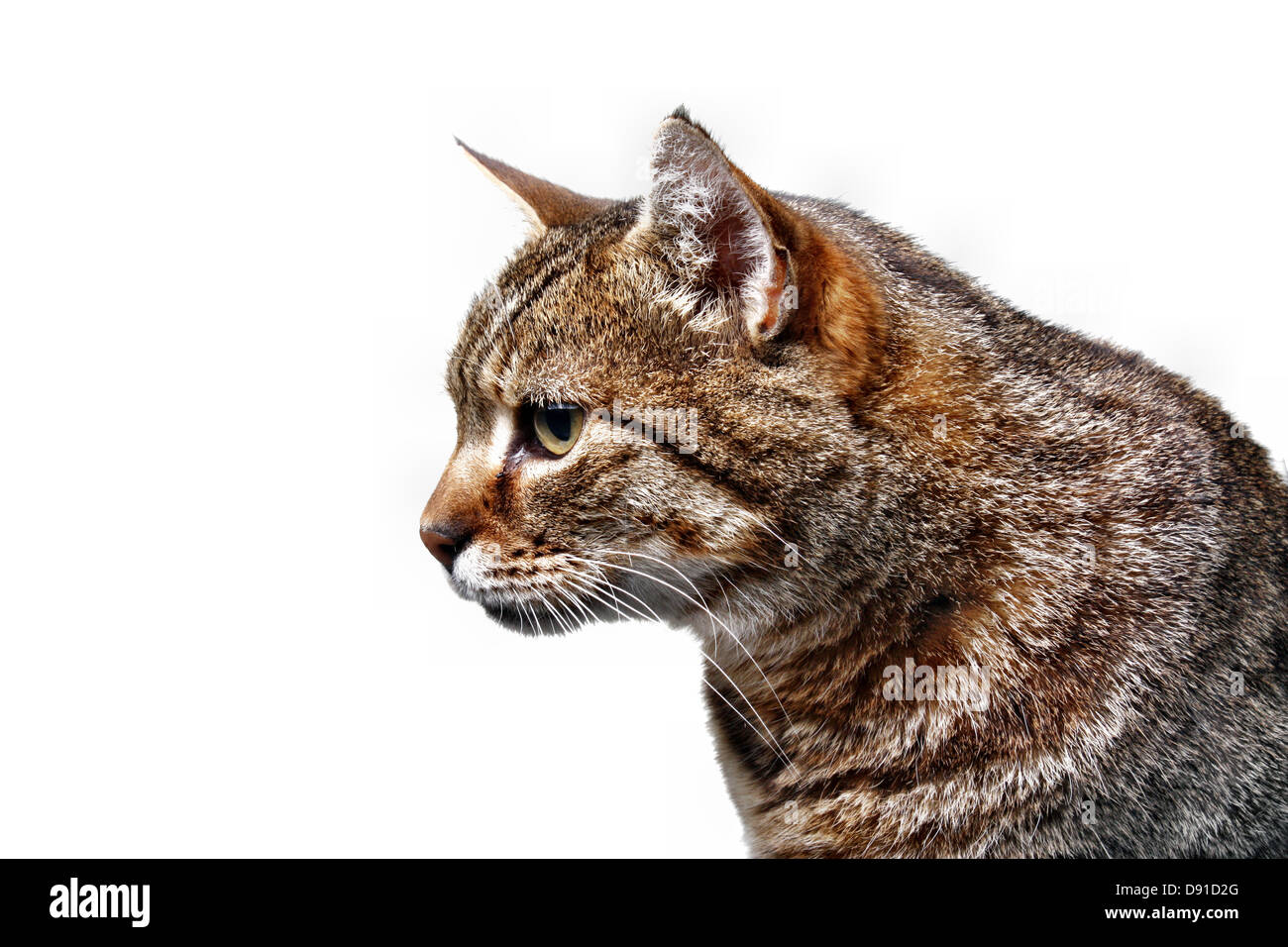 Hunting cat isolated Stock Photo - Alamy