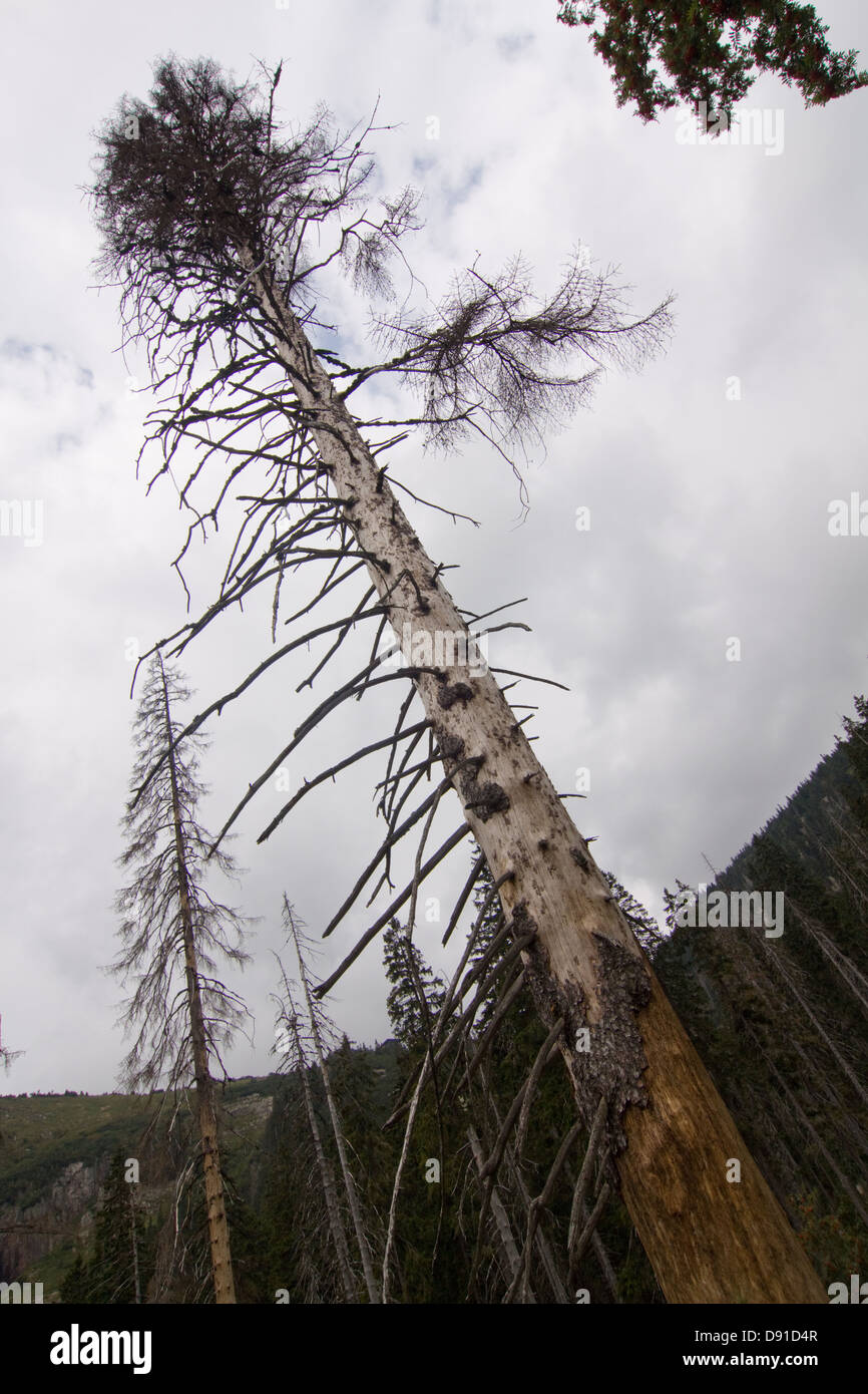 Dead conifers hi-res stock photography and images - Alamy