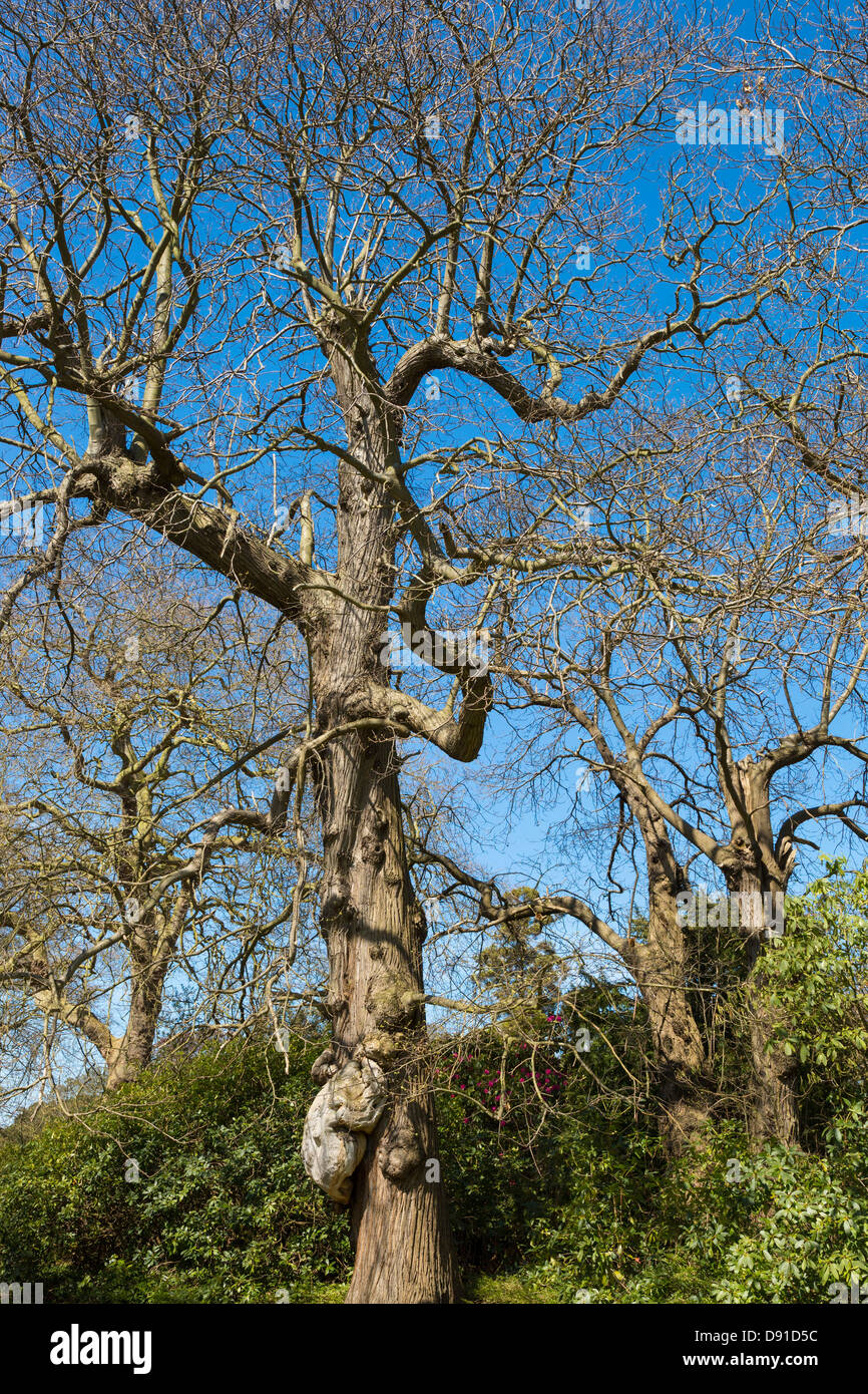 Abnormal tree growth hi-res stock photography and images - Alamy
