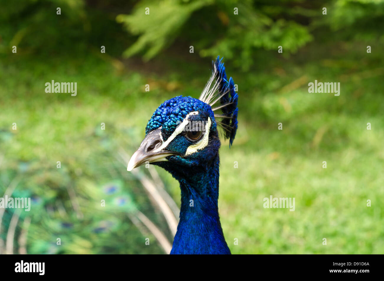 close up of the head of a peacock Stock Photo - Alamy