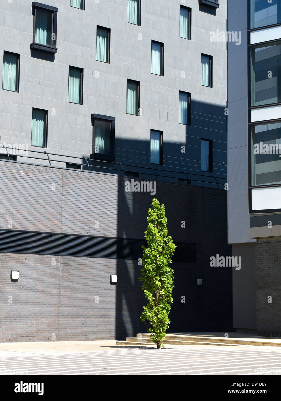 Happy tree surrounded by modern architecture UK Stock Photo - Alamy