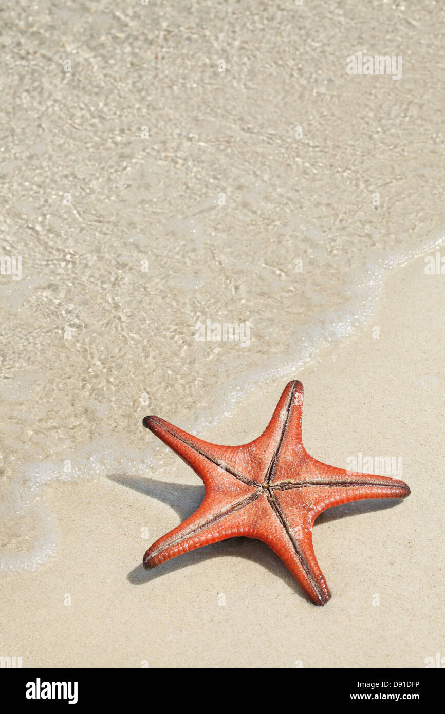 Starfish and tropical nature hi-res stock photography and images - Alamy