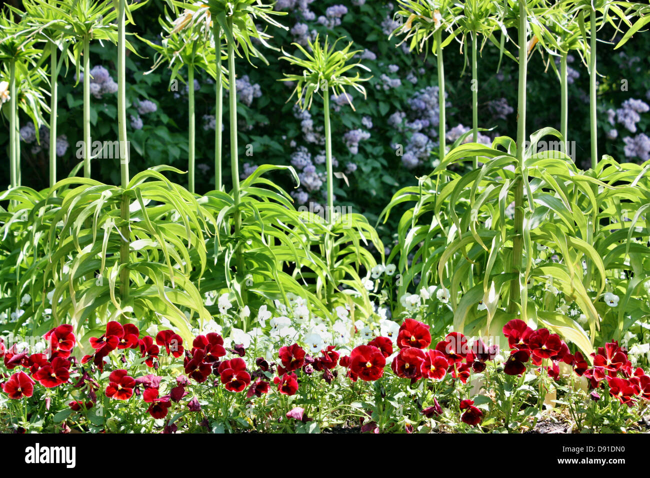 Beautiful flowers in the garden Stock Photo - Alamy
