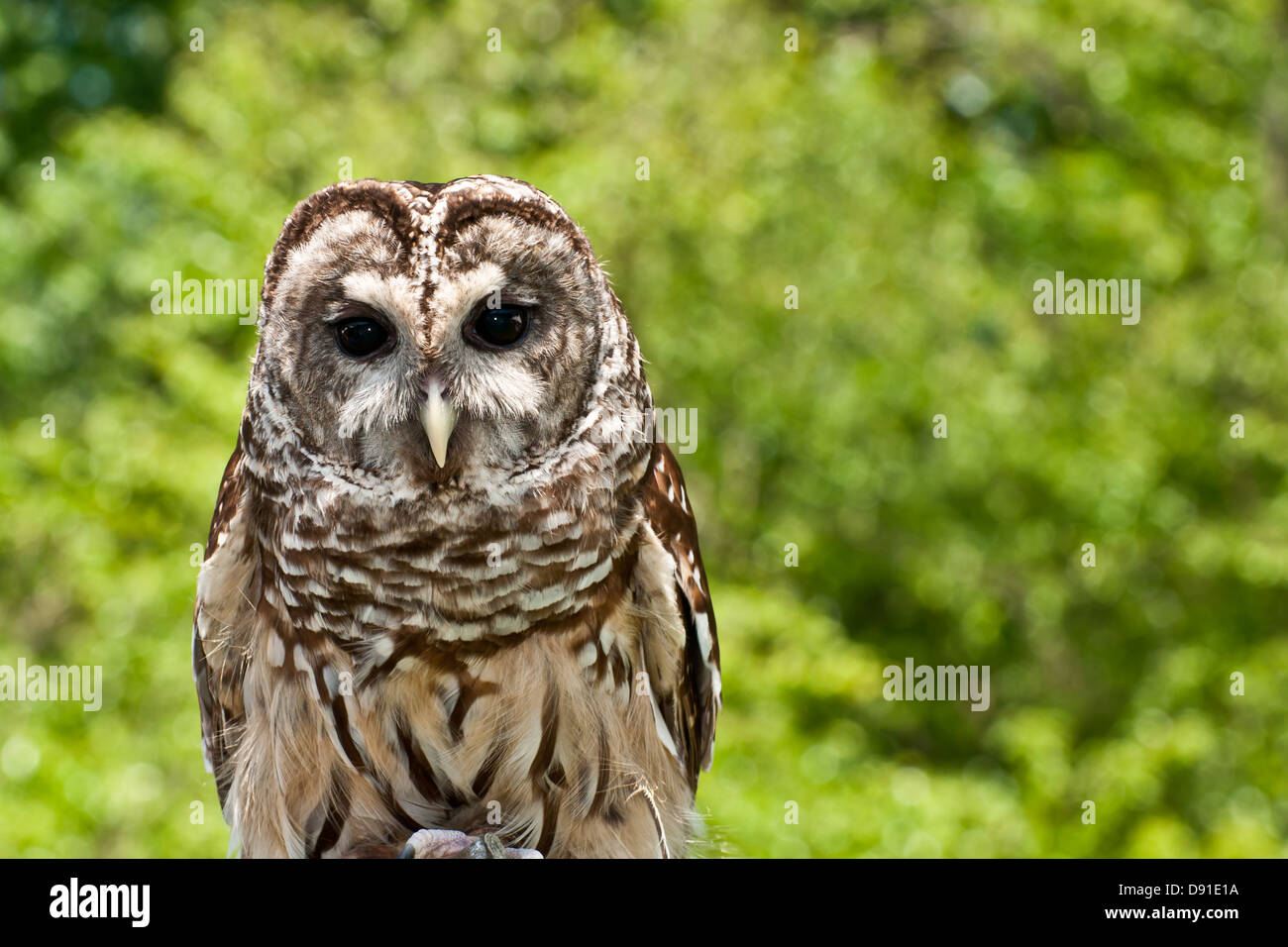 Owl unique hi-res stock photography and images - Alamy