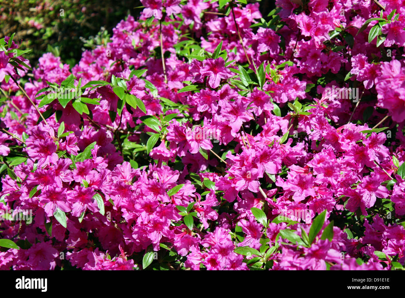 Azalea hedge hi-res stock photography and images - Alamy