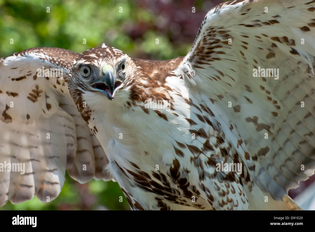 Hawk beak angry hi-res stock photography and images - Alamy