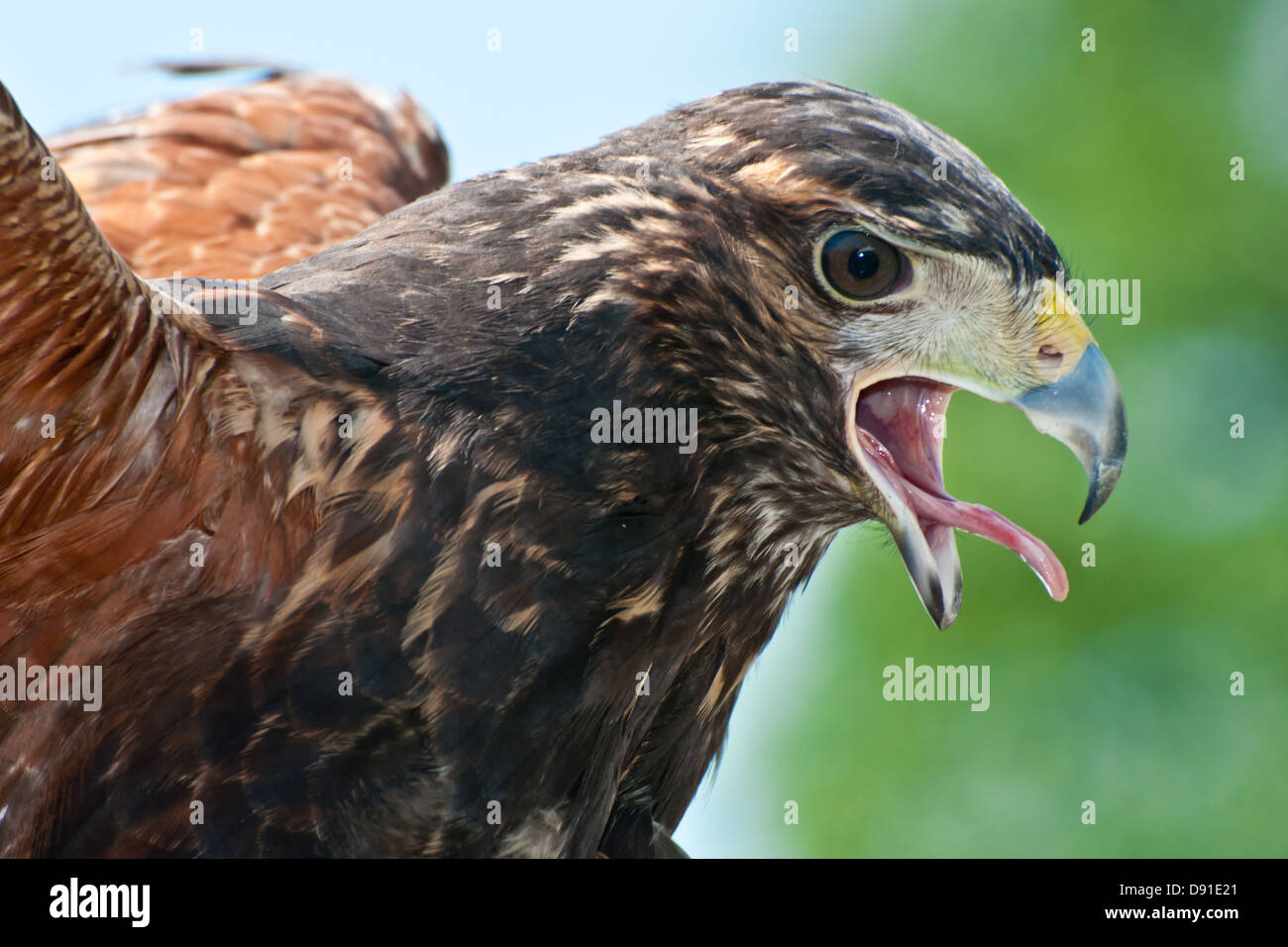 Hawk beak angry hi-res stock photography and images - Alamy