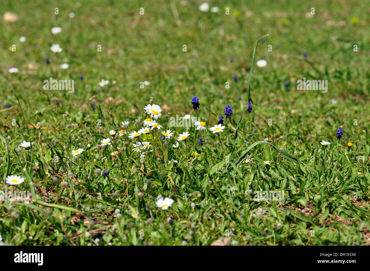 Wild flowers and blooming daisies among green grass. Spring background ...