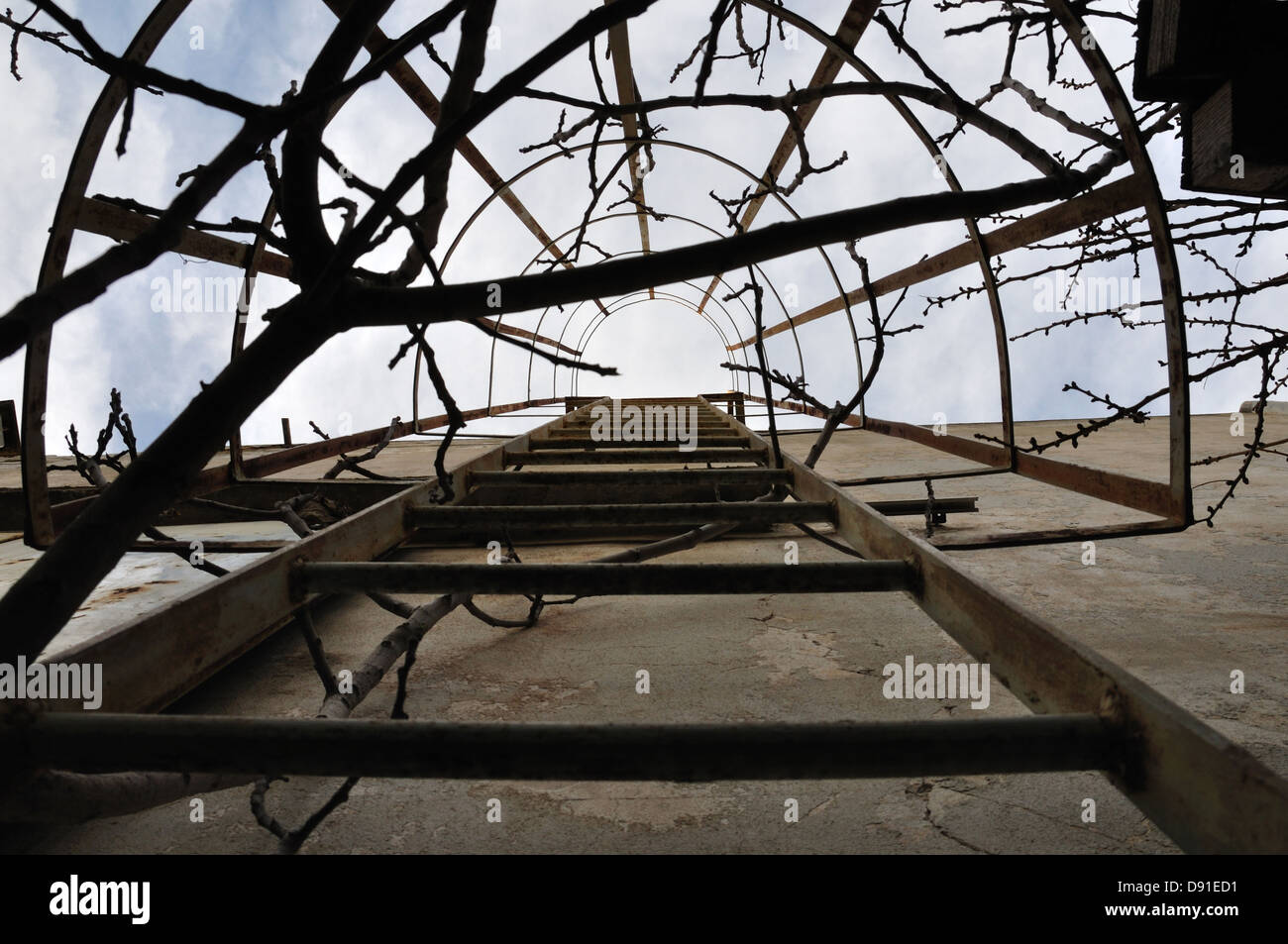 Tree branches tangled around rusty wall mounted iron ladder with safety ...