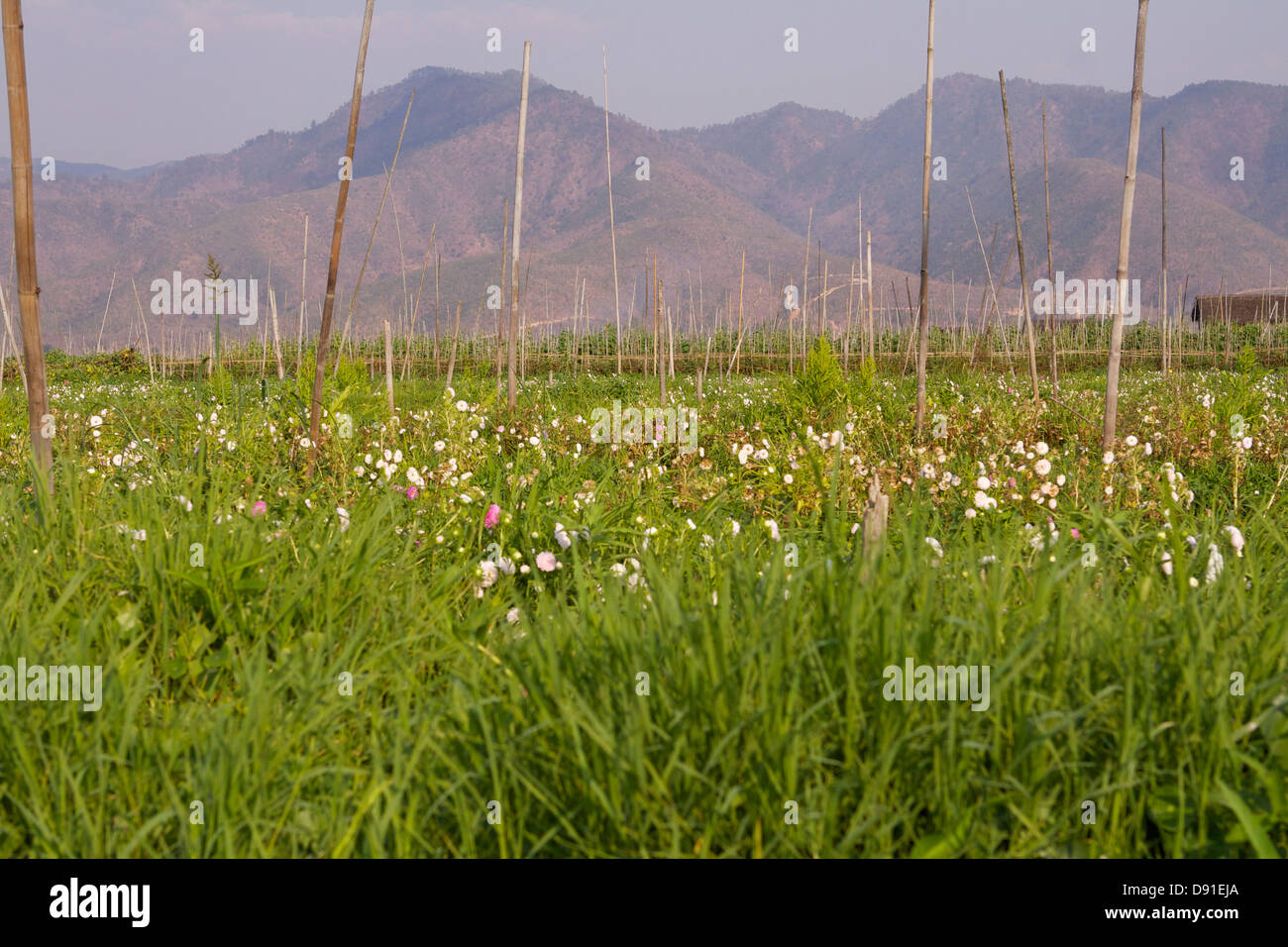 Myanmar Inle Lake Flower High Resolution Stock Photography and Images ...