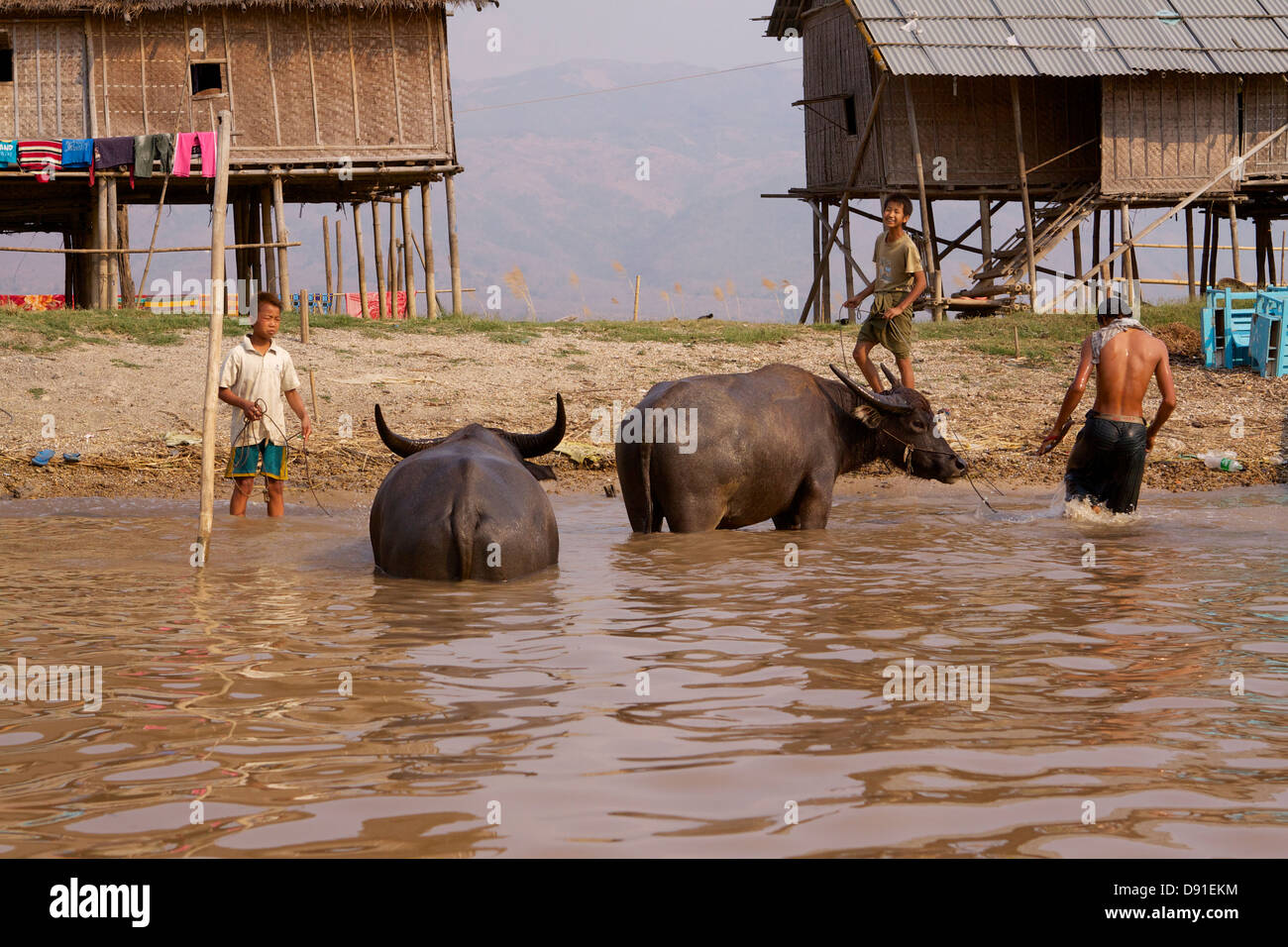Water buffalo and boys hi-res stock photography and images - Alamy