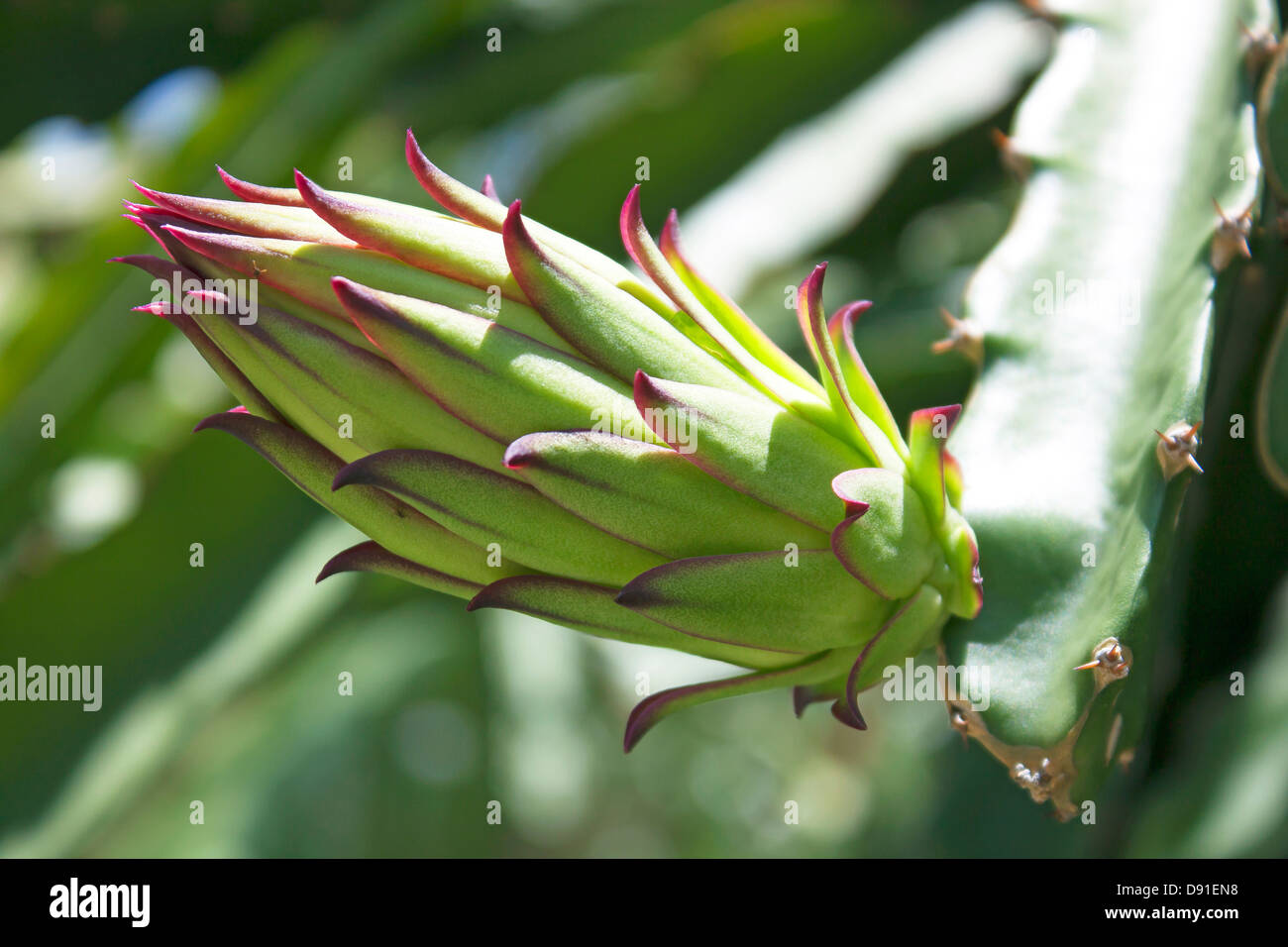 Edible stage hi-res stock photography and images - Alamy