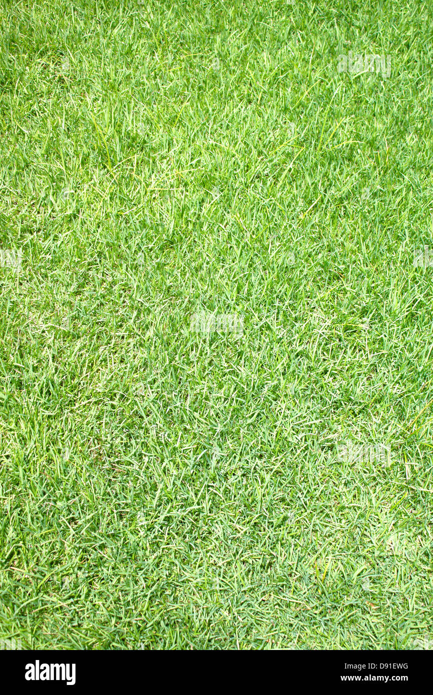 Beautiful green grass texture from golf course Stock Photo - Alamy