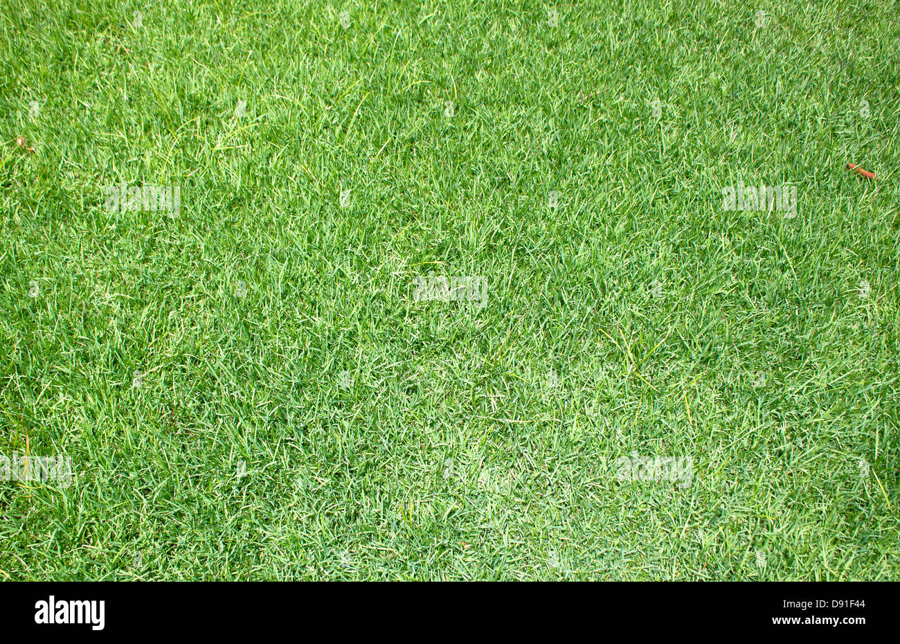 Beautiful green grass texture from golf course Stock Photo - Alamy
