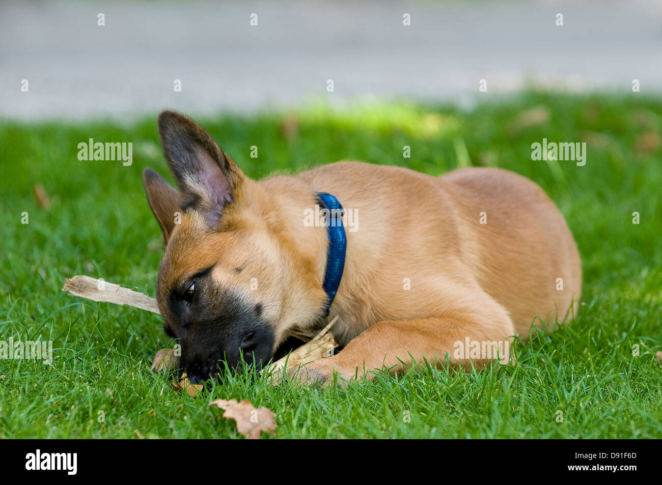 Malinois puppy on grass playing Stock Photo - Alamy