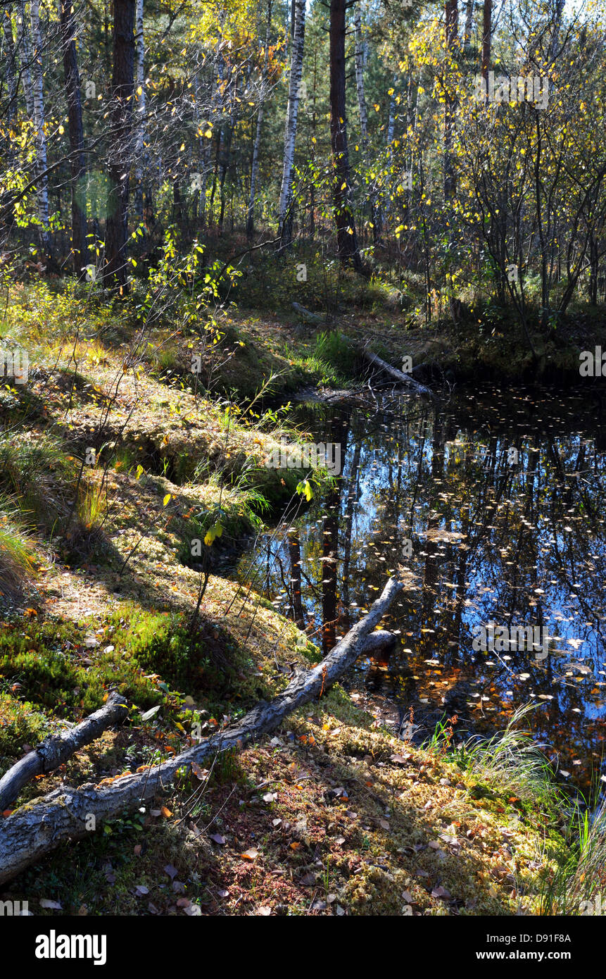 Lake in the woods, Polesye Region in Central Ukraine Stock Photo - Alamy