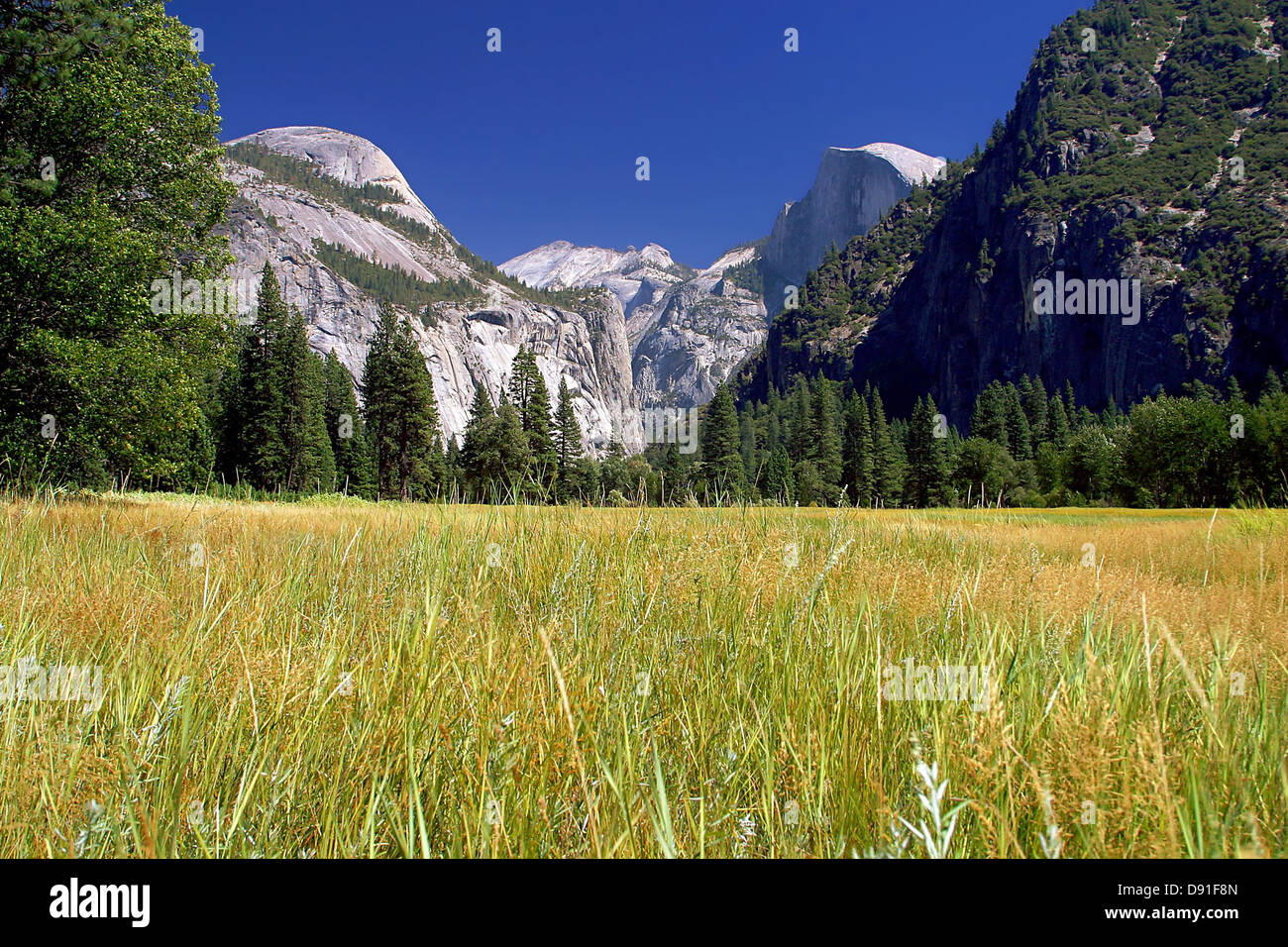 yosemite national park landscape field mountains Stock Photo - Alamy