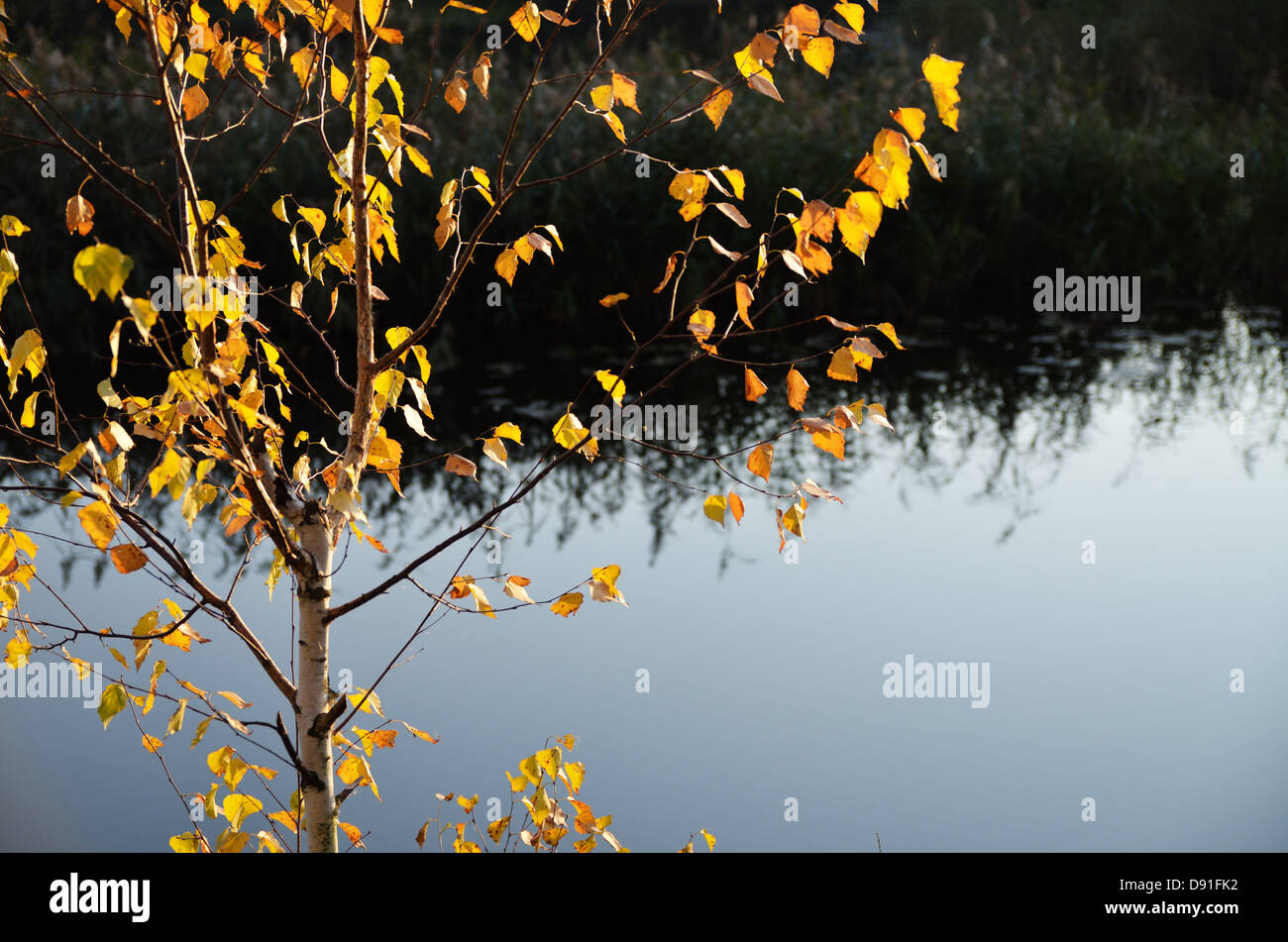 River birch tree hi-res stock photography and images - Alamy