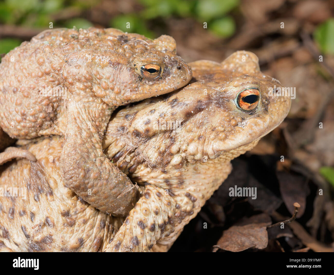 Two Common Toads (Bufo bufo Stock Photo - Alamy